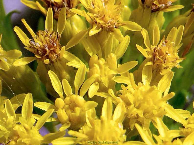 Solidago Ohioensis Ohio Goldenrod Seed - Etsy