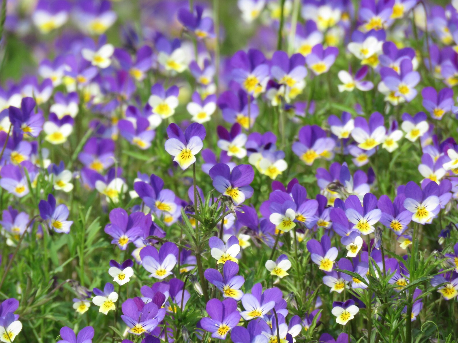Viola Tricolor Helen Mount Johnny Jump up Seed - Etsy
