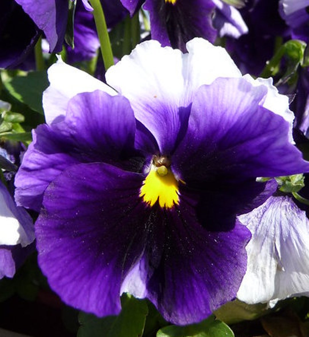 Viola X Wittrockiana - Swiss Giant Beaconsfield Mix Seed - Etsy