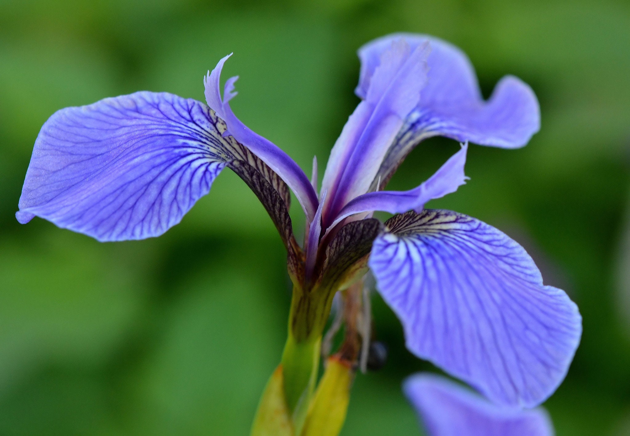Iris Setosa SSP Canadensis seed only 75 cents Shipping on | Etsy