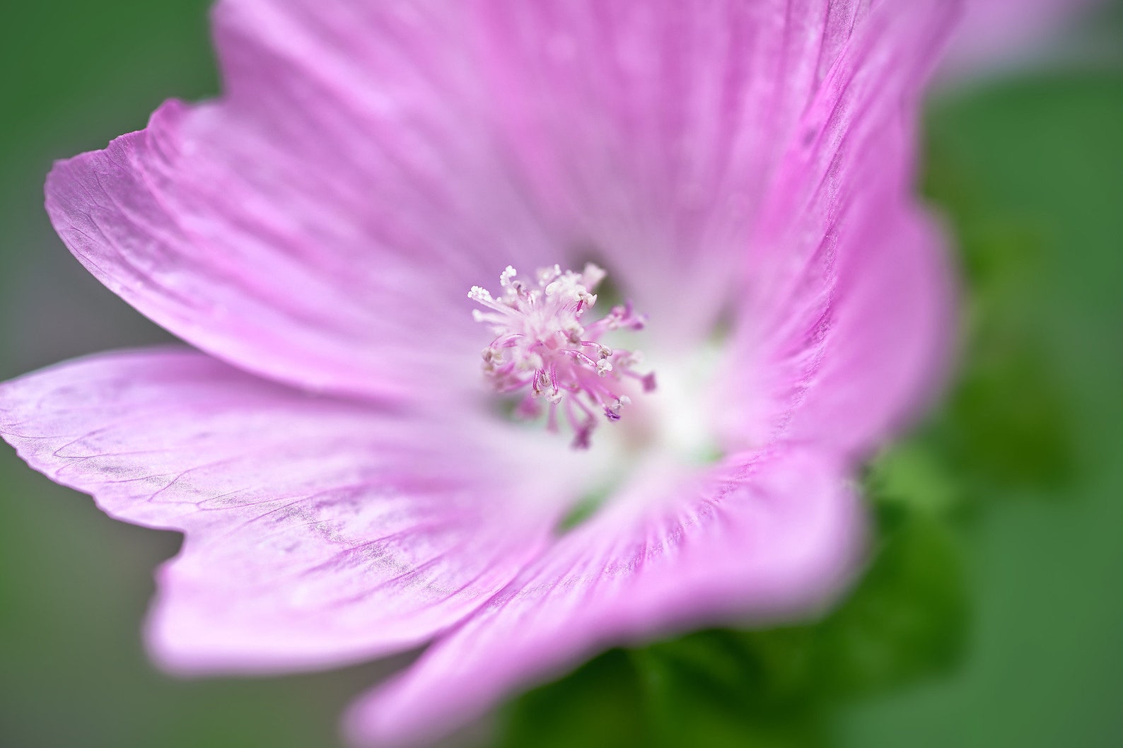 Malva Moschata Musk Mallow Seed - Etsy