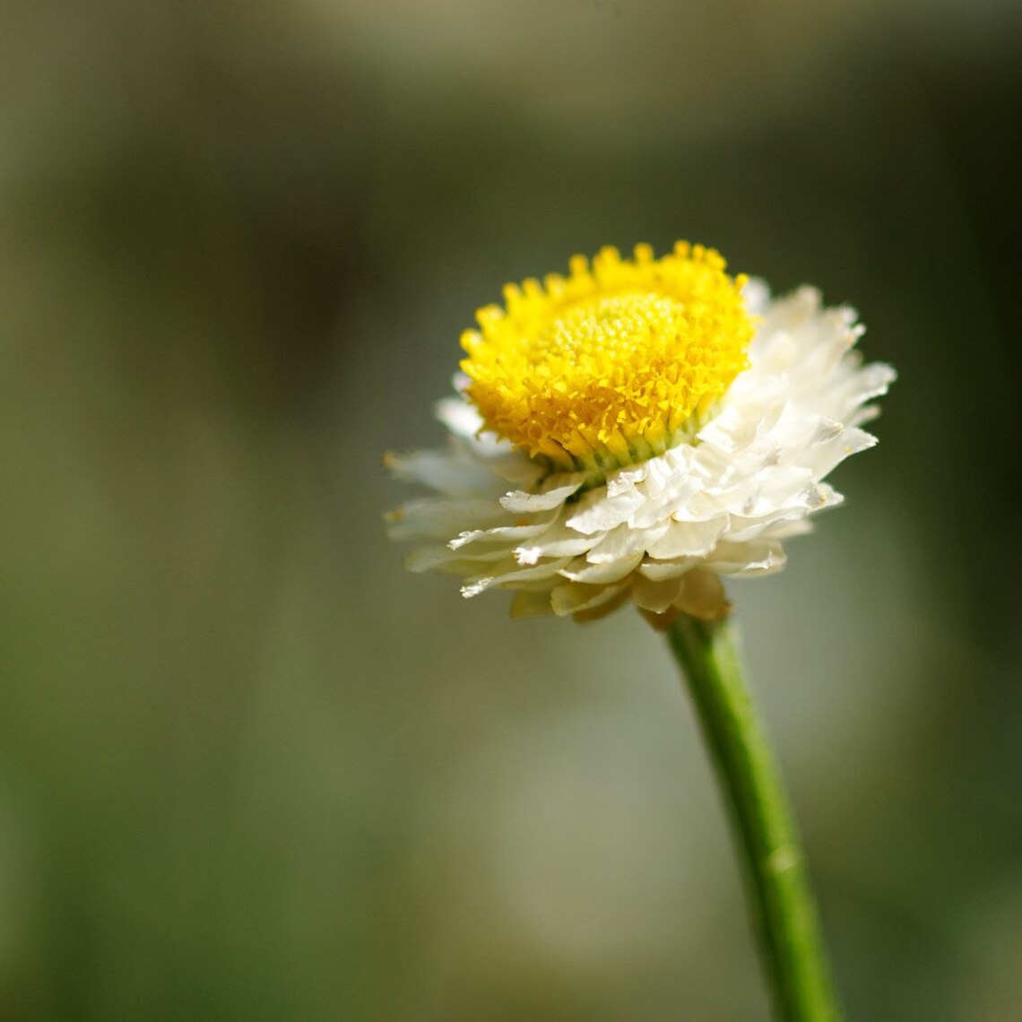 Ammobium Alatum Grandiflorum Winged Everlasting Seed - Etsy