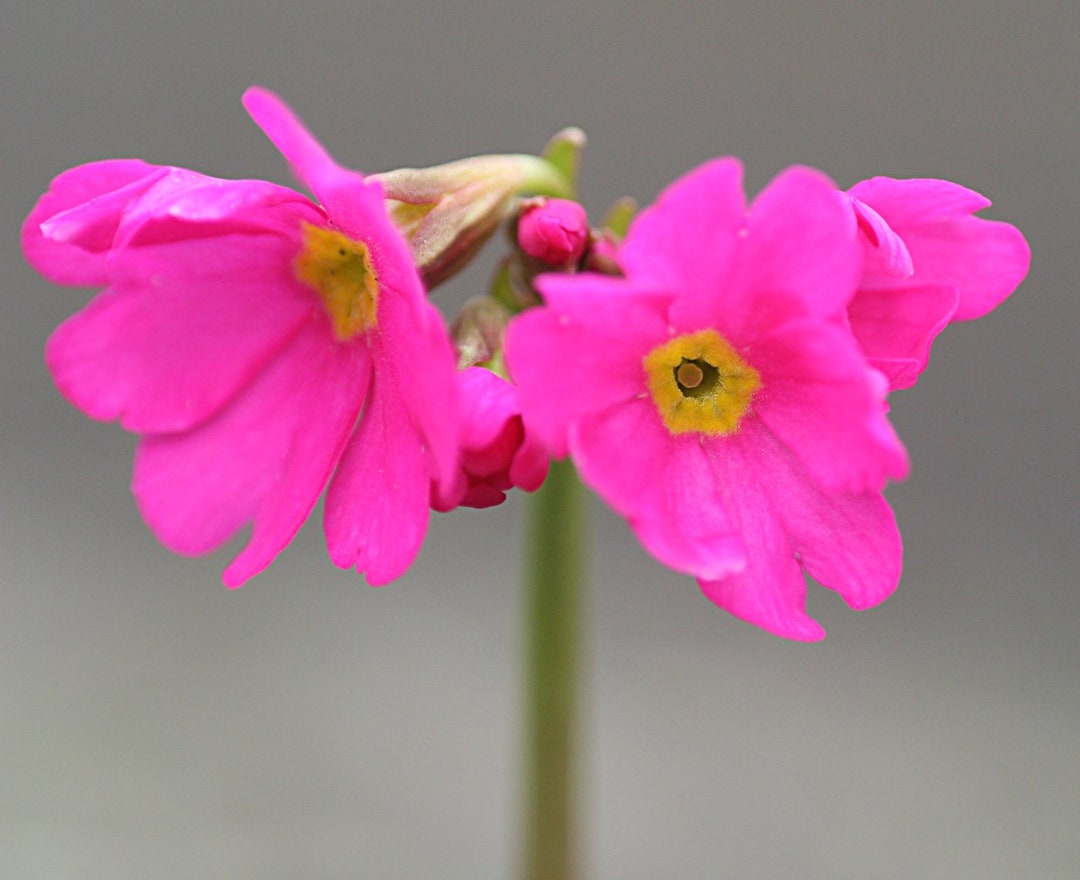 Primula Rosea - Gigas Seed - Etsy