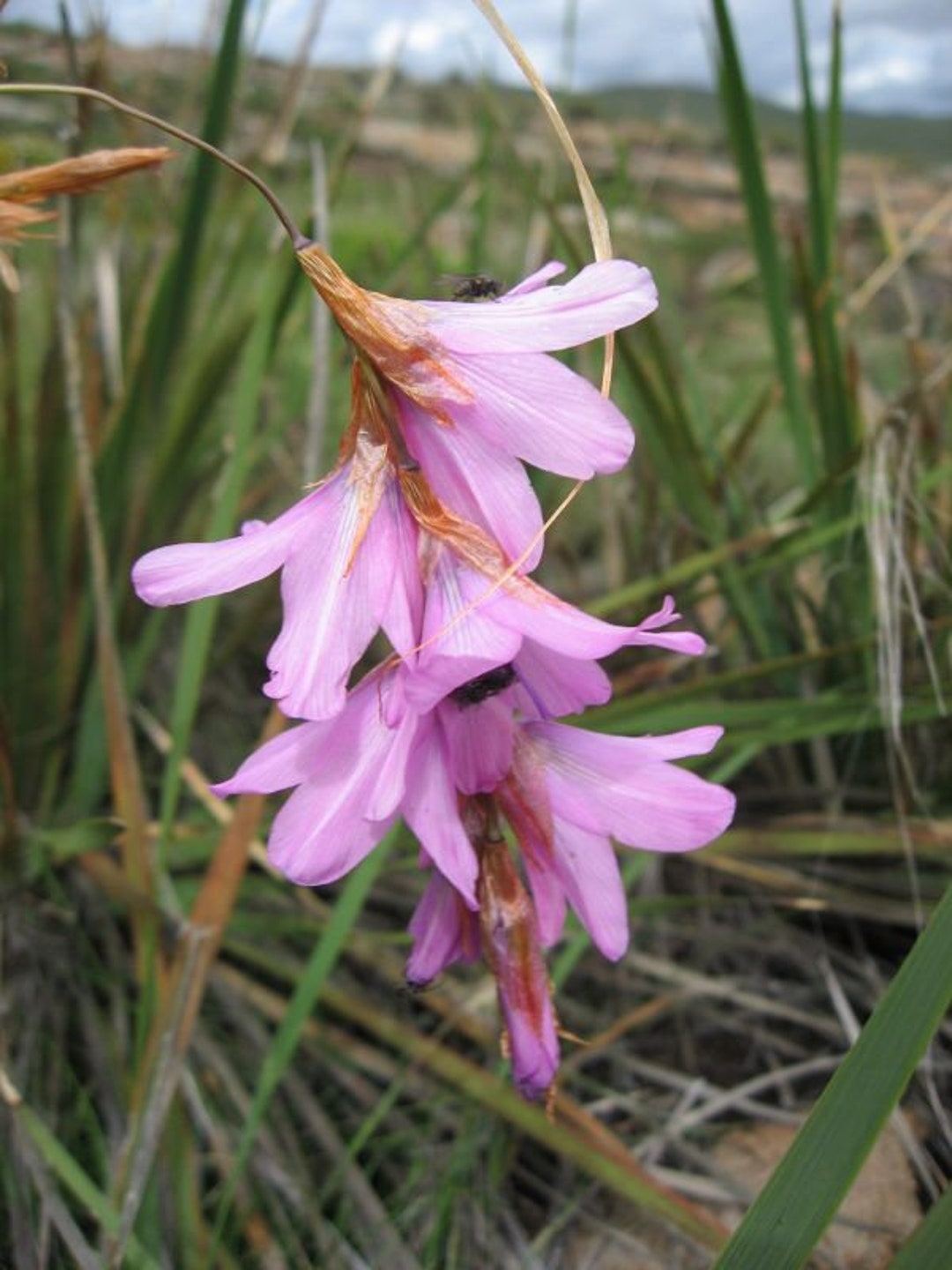 Dierama Robustum Seed - Etsy