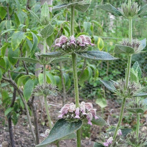 Phlomis Samia Seed - Etsy