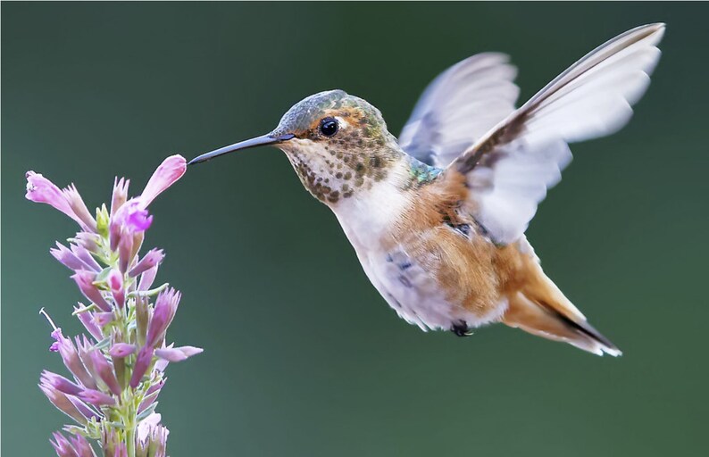 Agastache Aurantiaca Fragrant Carpet Color Mix Seed - Etsy