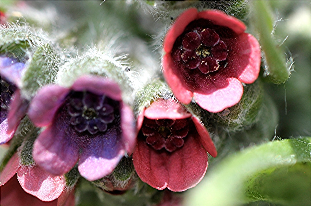 Cynoglossum Officinale or Gypsy Flower Seed - Etsy