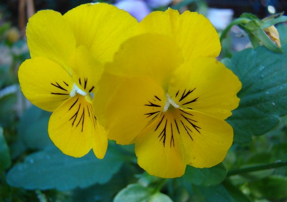 Perfection Yellow Viola Seeds