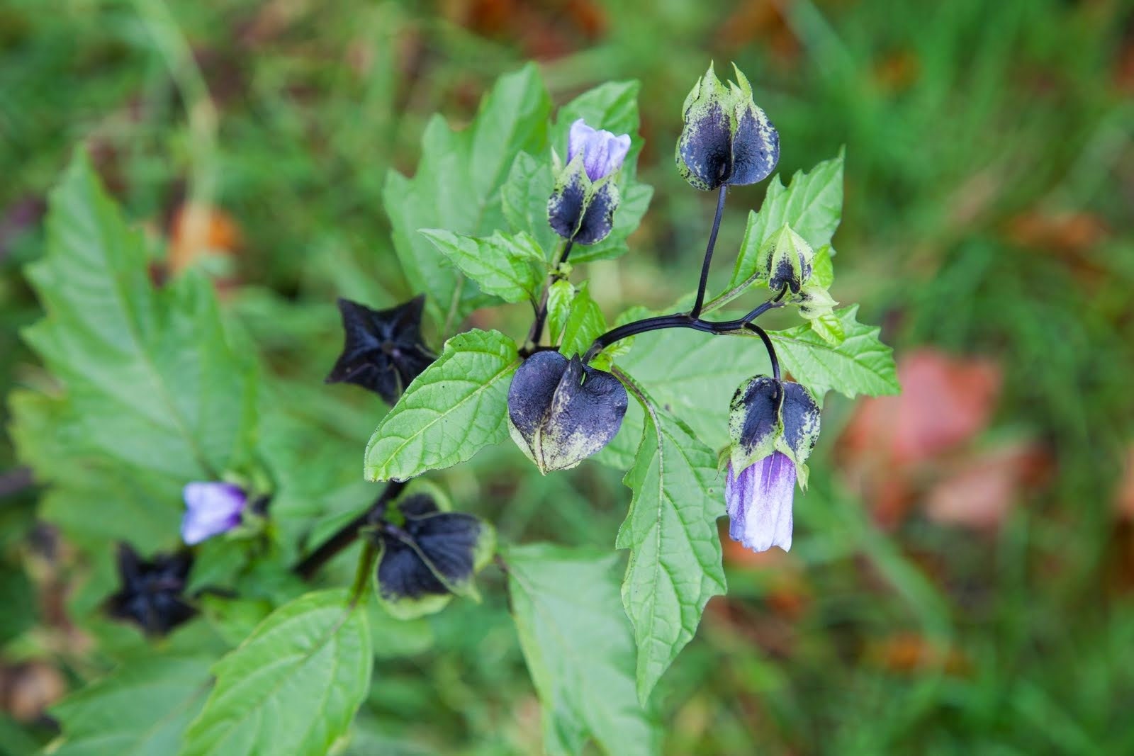 Nicandra Physalodes Splash of Cream Seed Only 75 Cents | Etsy