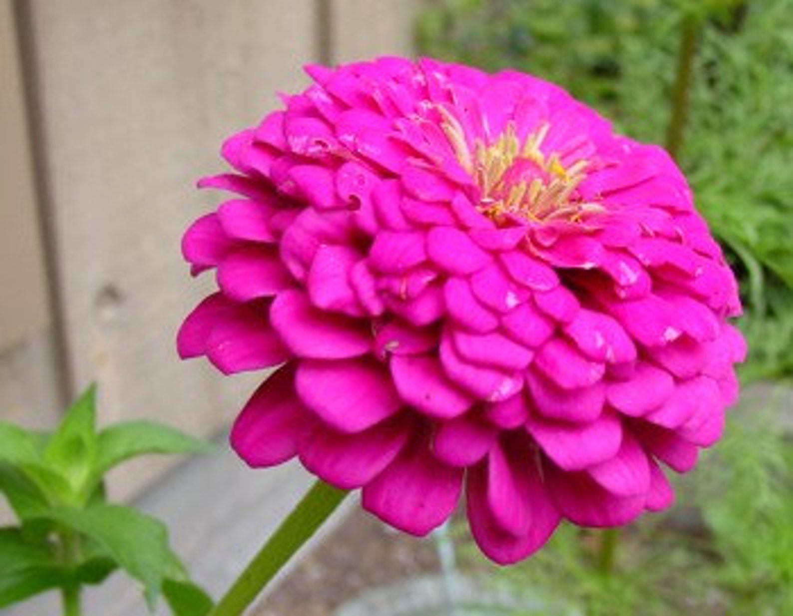 Zinnia California Giant Mix Seed - Etsy