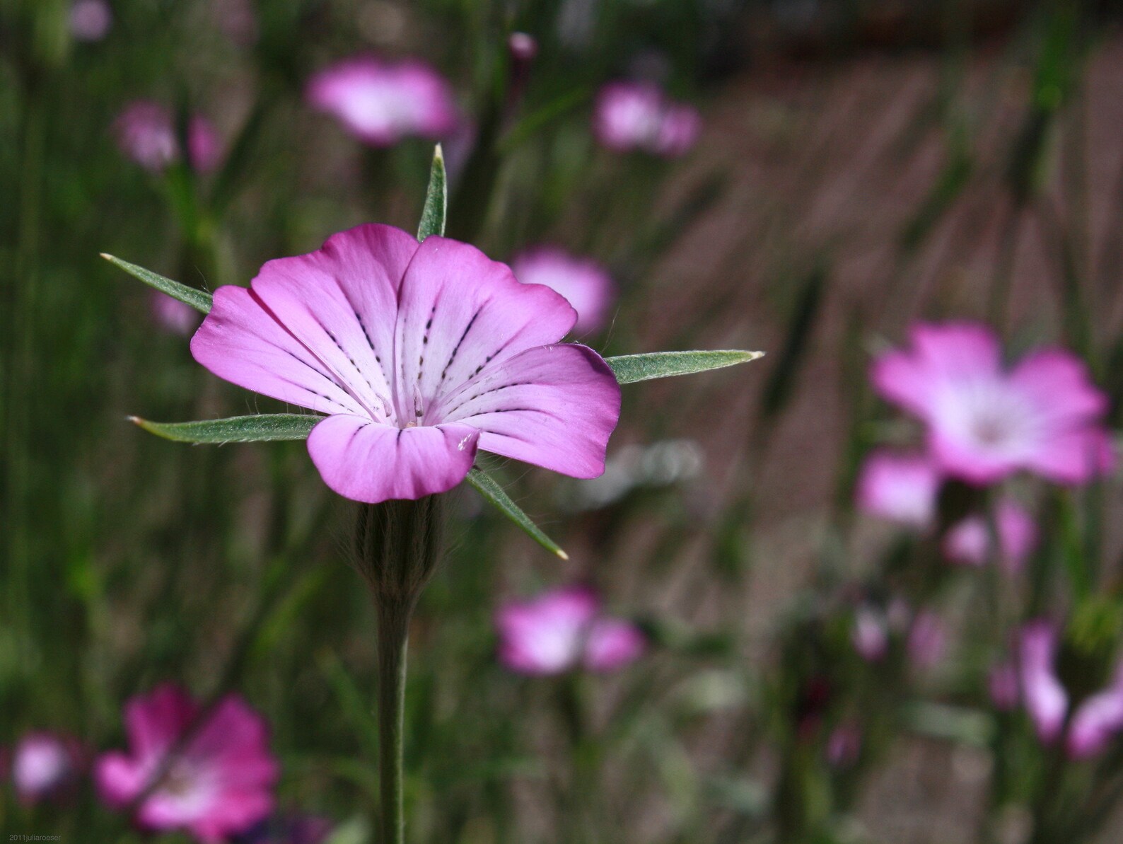 Agrostemma Githago Purple Queen Seed - Etsy