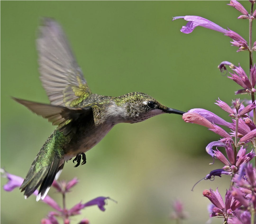 Agastache Aurantiaca - Fragrant Carpet Color Mix Seed - Etsy