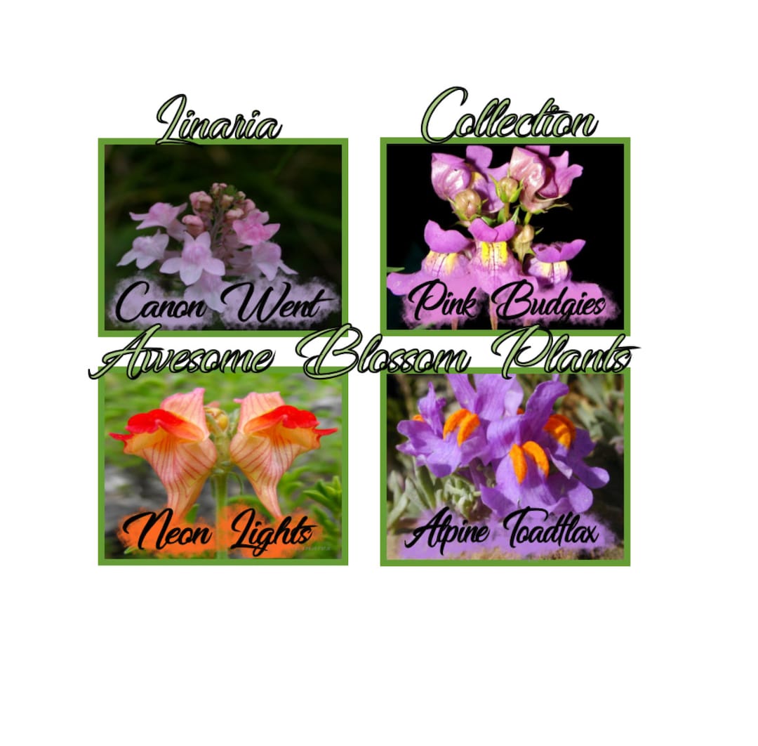 Pick a 4 Pack of Linaria Seed - Etsy