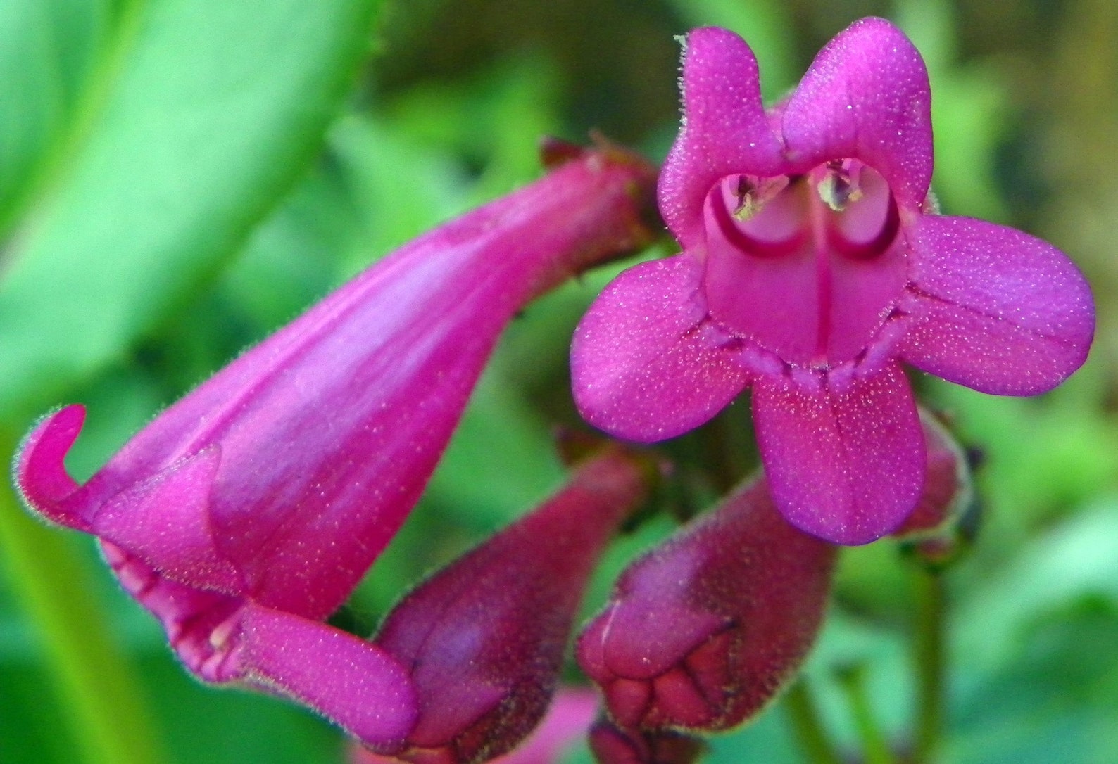 Penstemon Pseudospectabilis Desert Penstemon Seed - Etsy