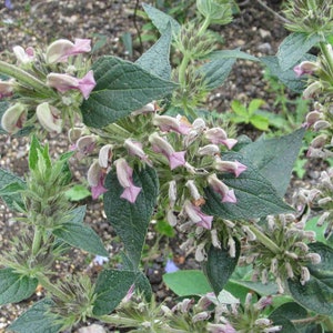 Phlomis Samia Seed - Etsy