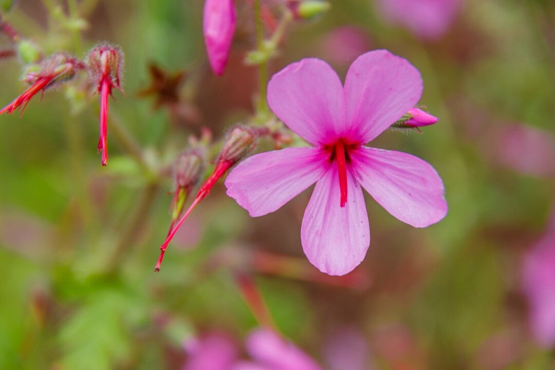 Geranium Rubescens Seed - Etsy