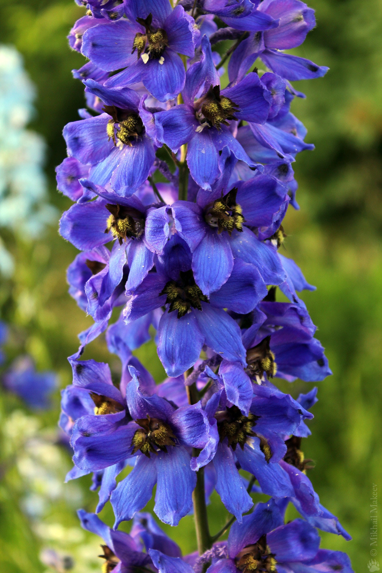 Delphinium Elatum
