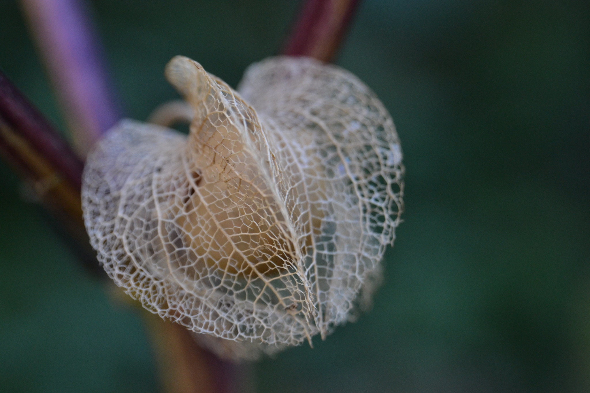Nicandra Physalodes Splash of Cream Seed Only 75 Cents | Etsy