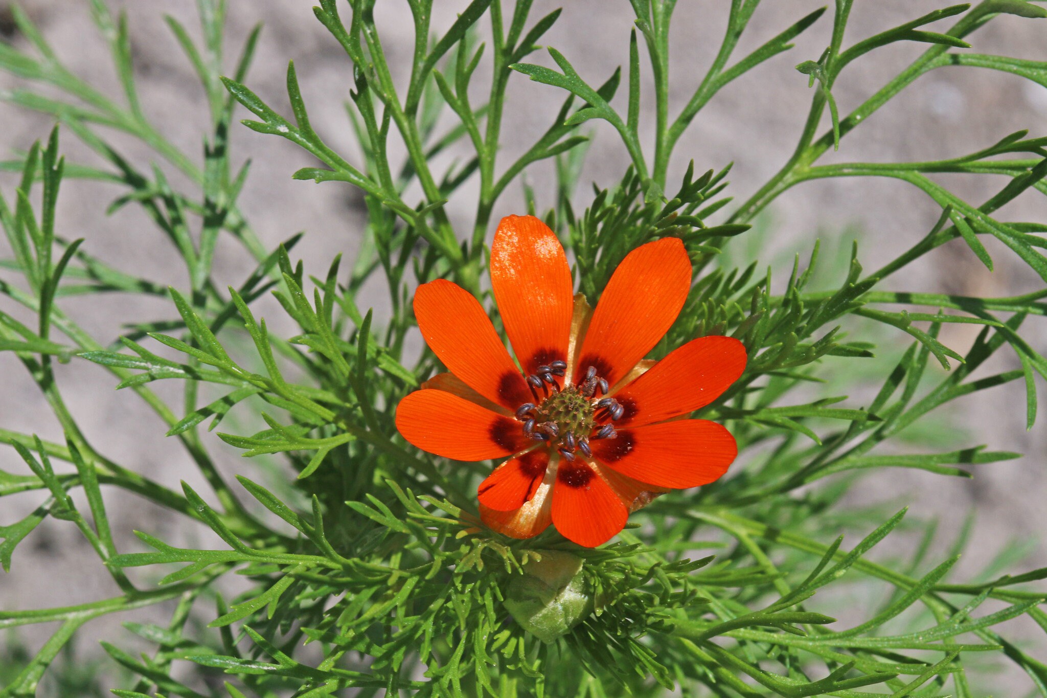 Adonis Aestivalis Pheasant's Eye seed only 75 cents | Etsy