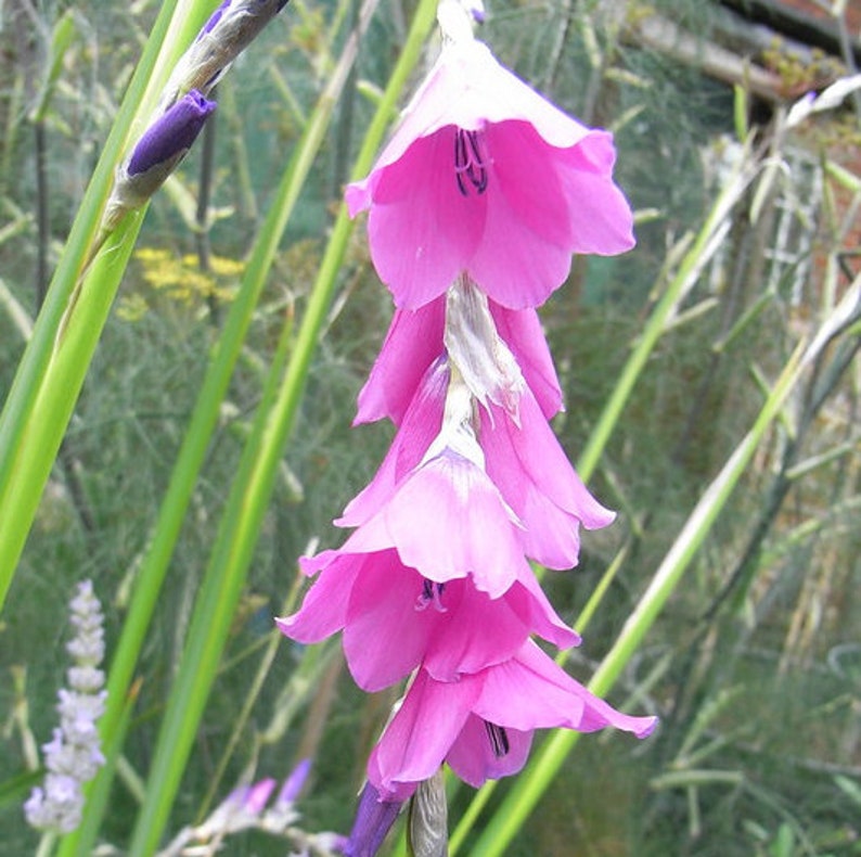 Dierama Mixed Variety of Dieramas Seed - Etsy