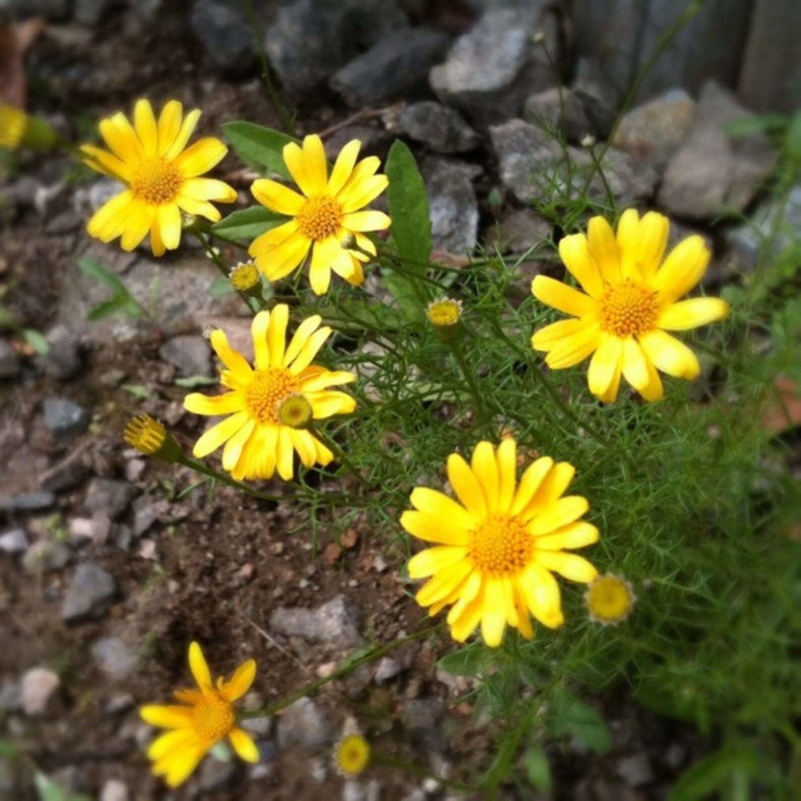 Thymophylla Tenuiloba Gold Carpet Dahlberg Daisy Seed - Etsy