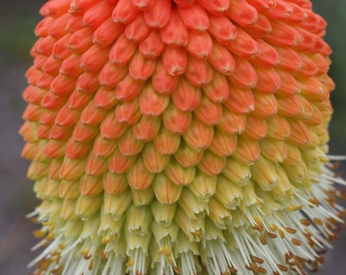 2 Kniphofia Red Hot Poker Perennials. Shipped Trimmed for Fall Planting ...