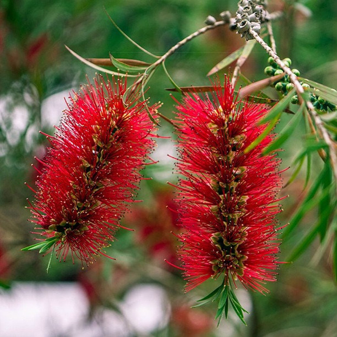 Callistemon Rigidus Stiff Bottlebrush seed | Etsy