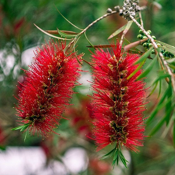 Callistemon Rigidus Stiff Bottlebrush Seed - Etsy