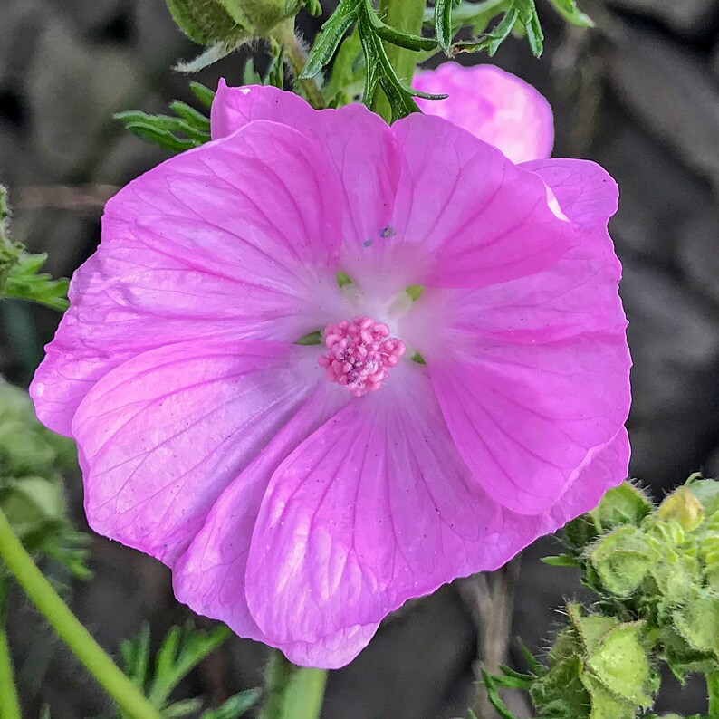 Malva Moschata Musk Mallow Seed - Etsy