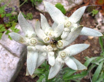 Edelweiss Seeds leontopodium Alpinum Packet of 20 Seeds Palm Beach Seed ...