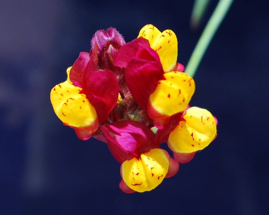 Linaria Reticulata Spanish Dancer Seed - Etsy