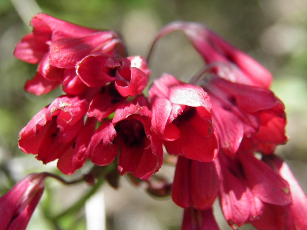 Bomarea Salsilla Princess Lily Seed - Etsy