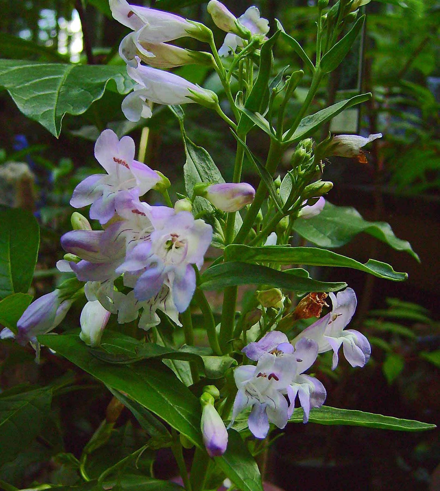 Penstemon Barbatus Var. Praecox F. Nanus Rondo Color Mix - Etsy