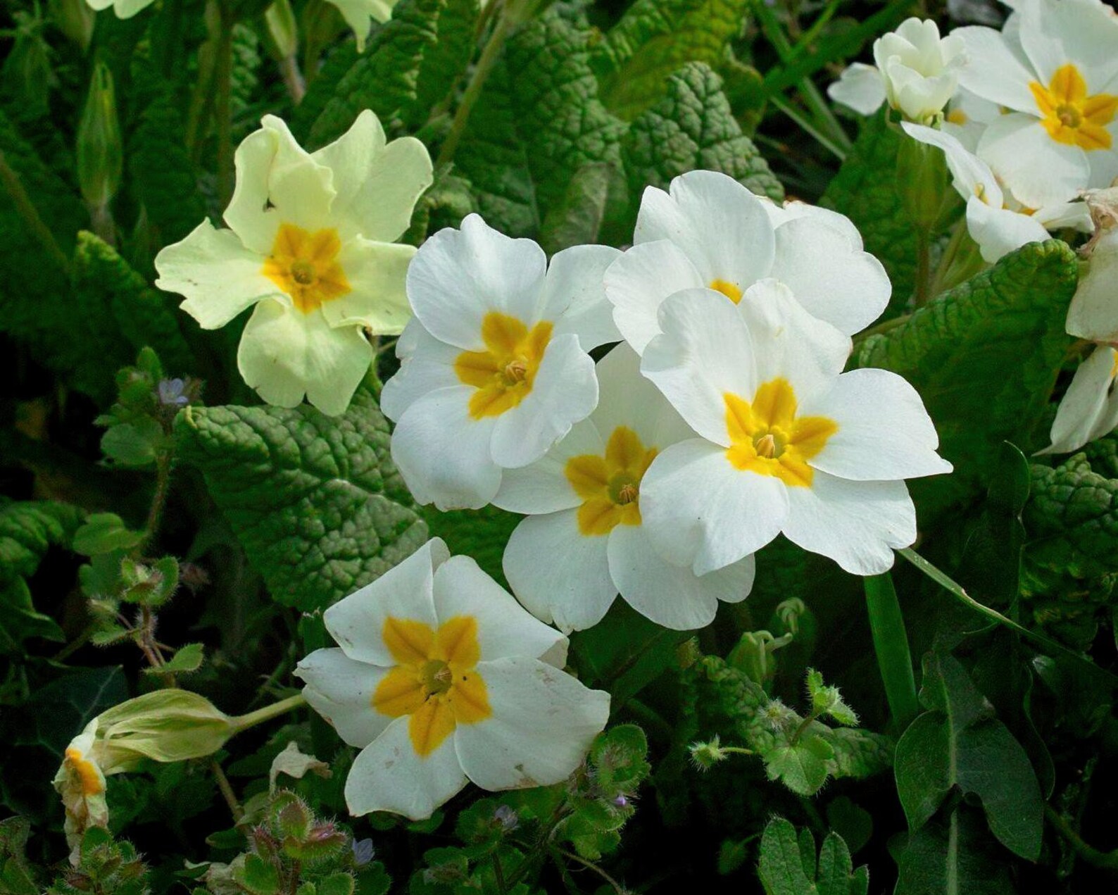Primula Malacoides White Fairy Primrose Seed - Etsy