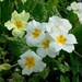 Primula Malacoides White Fairy Primrose Seed - Etsy