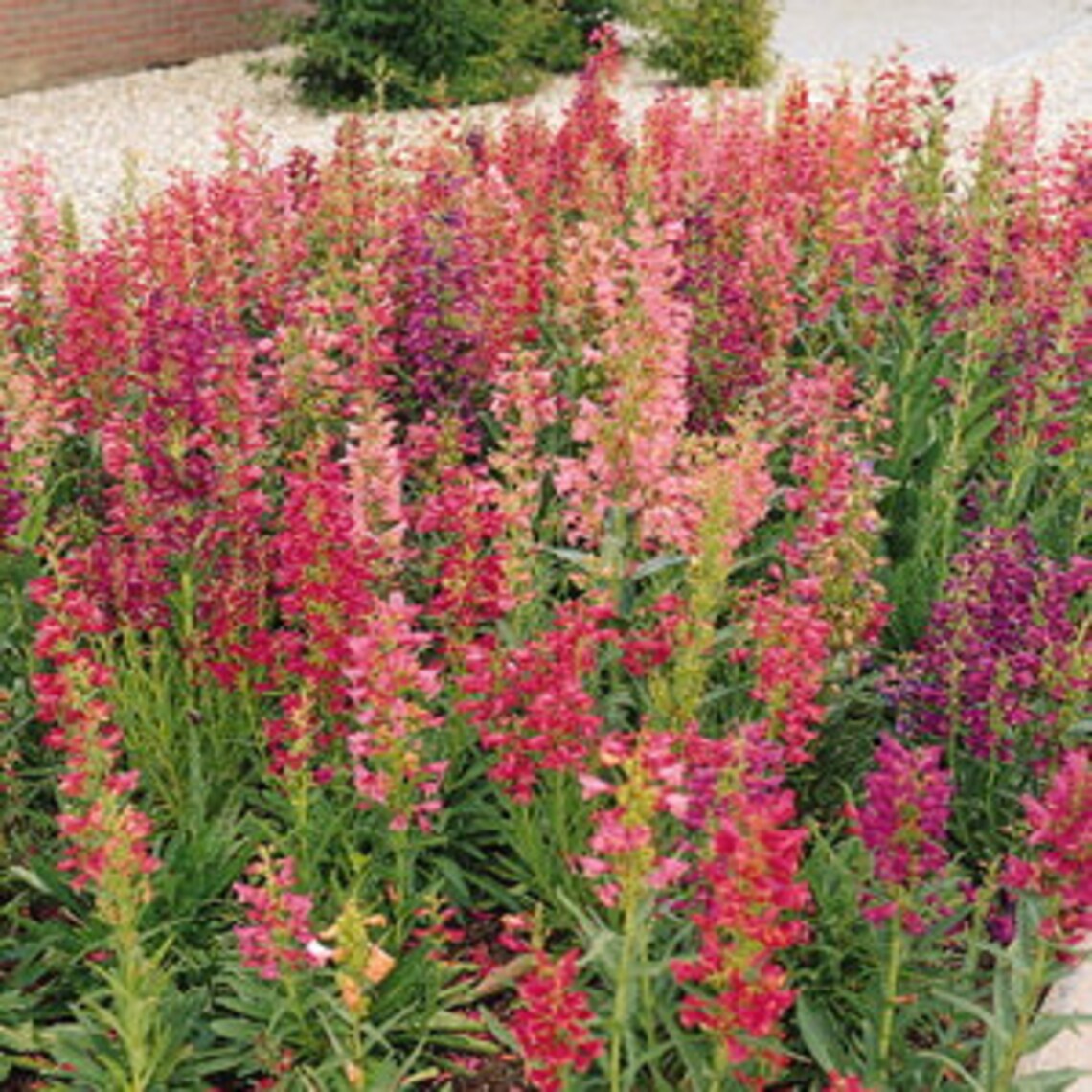 Penstemon Barbatus Var. Praecox F. Nanus Rondo Color Mix - Etsy