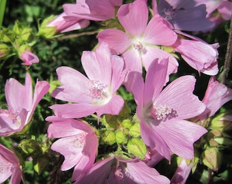 MALVA MOSCHATA ALBA Musk Mallow Seeds - Etsy