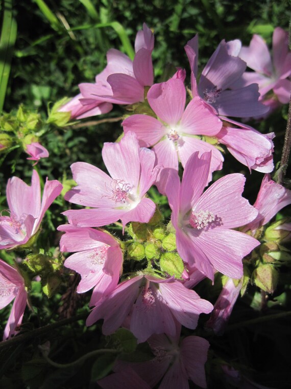 Malva Moschata Musk Mallow Seed - Etsy