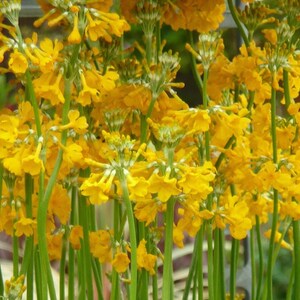 Primula Prolifera Seed - Etsy