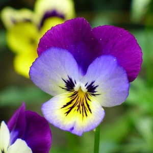 Viola Tricolor - Helen Mount Johnny Jump up Seed - Etsy
