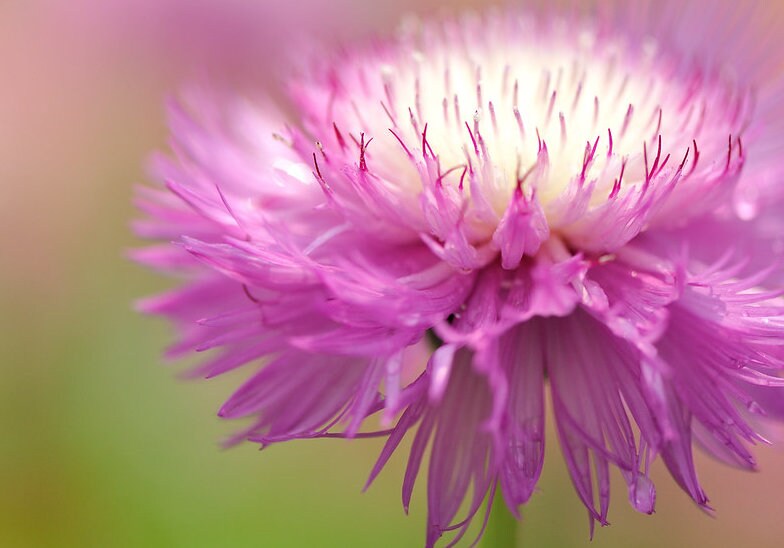 Centaurea Imperialis Sweet Sultan Color Mix Seed 75 Cent - Etsy