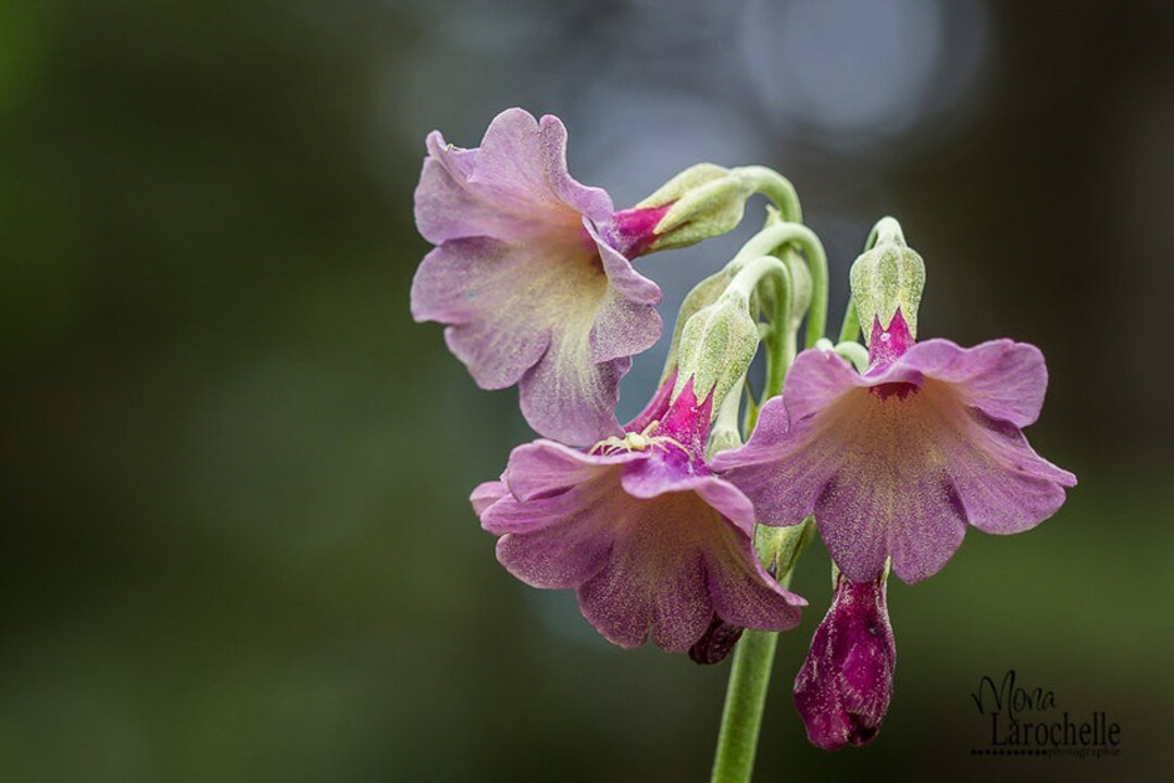 Primula Waltonii Seed - Etsy