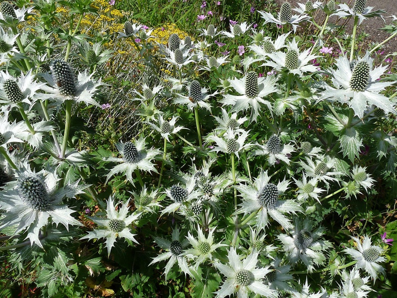Eryngium Giganteum 'miss Wilmott's Ghost' Seed | Etsy