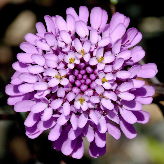 Candytuft Globe