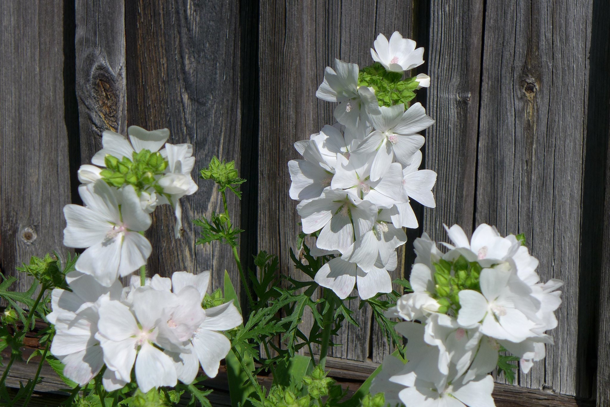 Malva Moschata Alba White Musk Mallow Seed - Etsy
