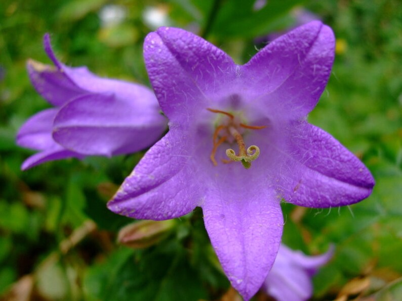 Campanula Trachelium Nettle-leaf Bellflower Seed Only 75 | Etsy
