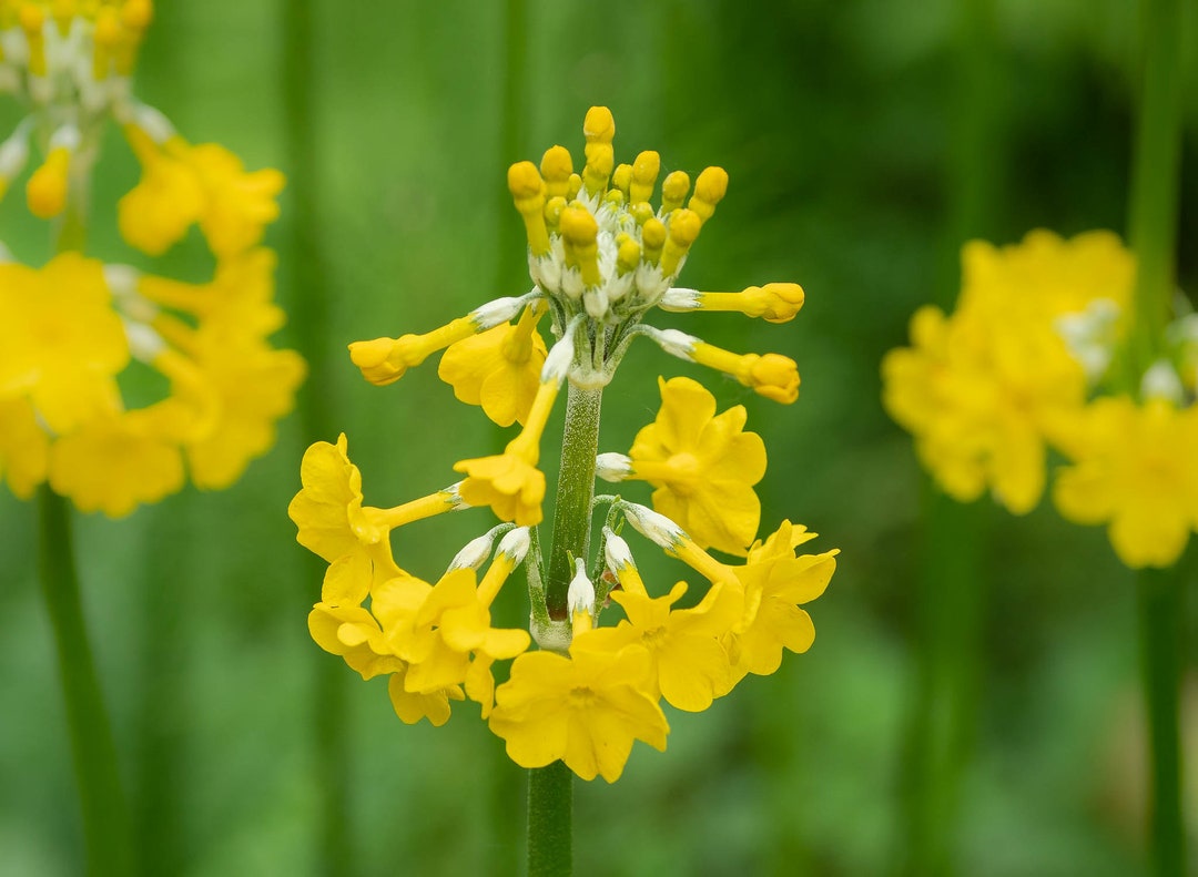 Primula Prolifera Seed - Etsy