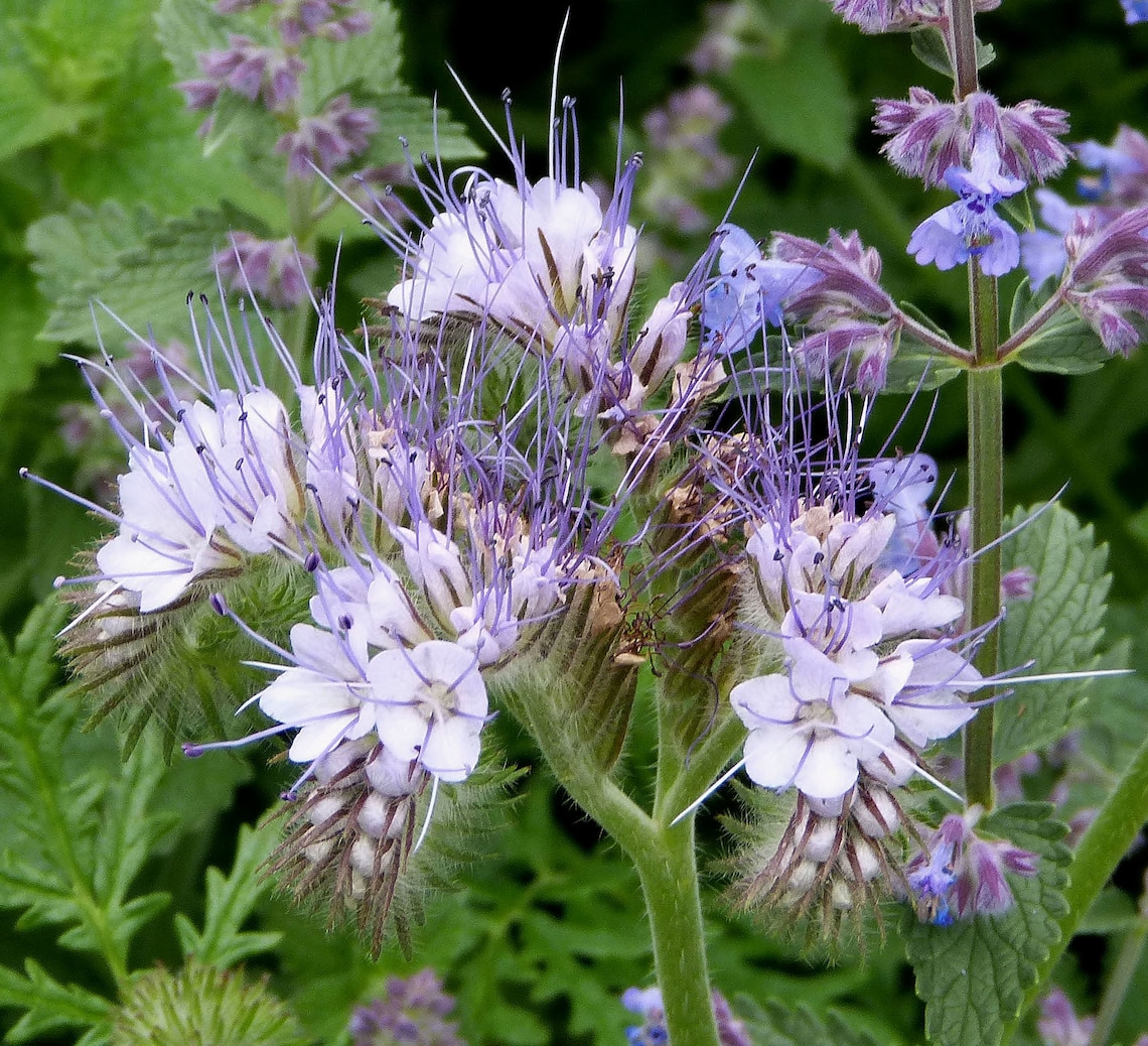 Phacelia Tanacetifolia Lacy Phacelia Seed Only 75 Cents | Etsy