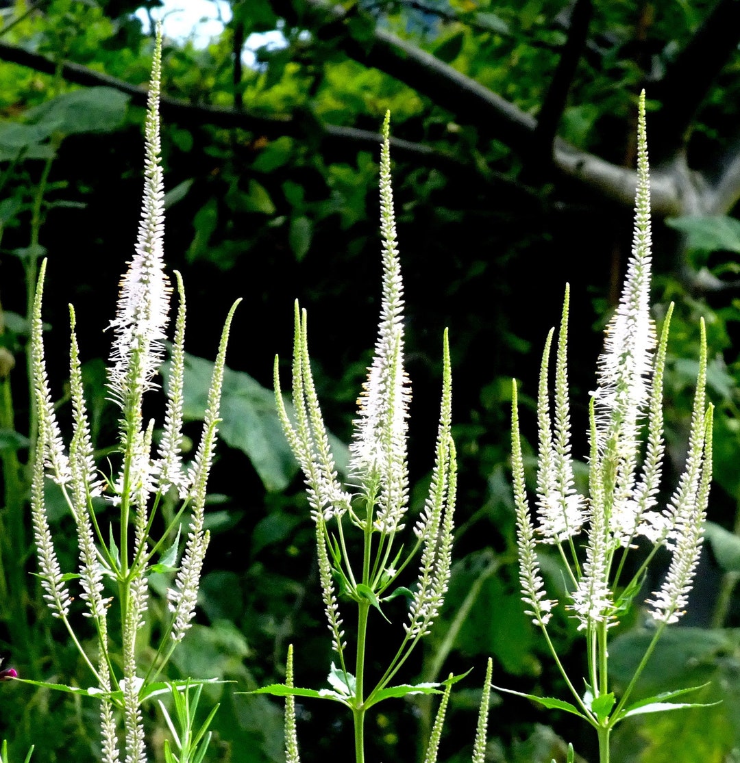 Veronica Spicata Alba Seeds - Etsy