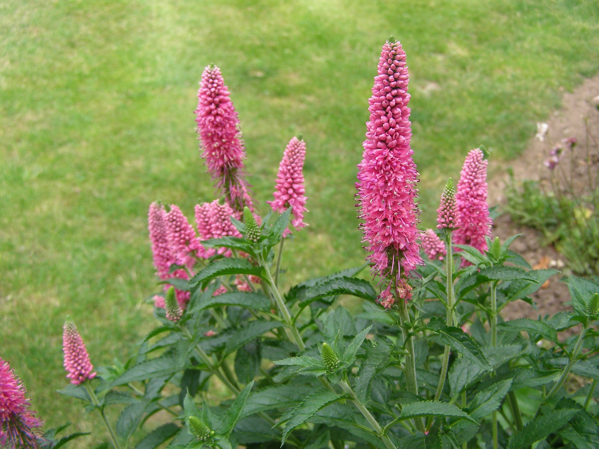 Veronica Spicata - Sightseeing Color Mix Seed - Etsy